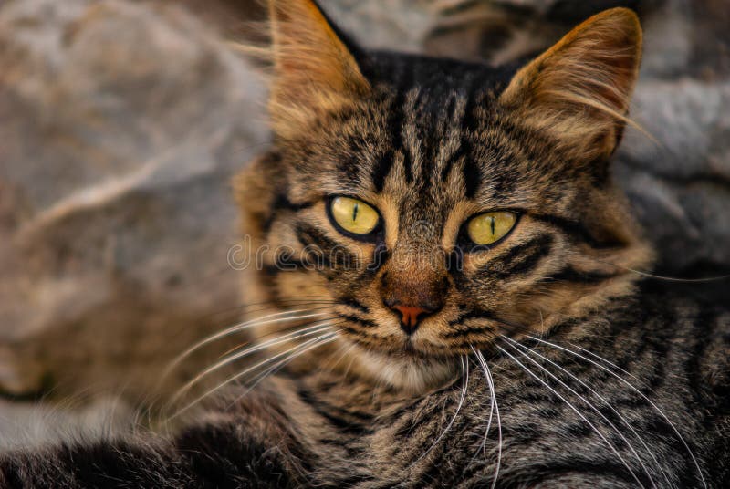 Details of a Relaxed Cat with Amber Eyes Stock Image - Image of profile ...