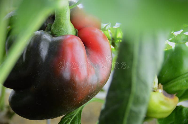 Details of Ripening Red Bell Pepper (Capsicum Annuum) Stock Photo ...