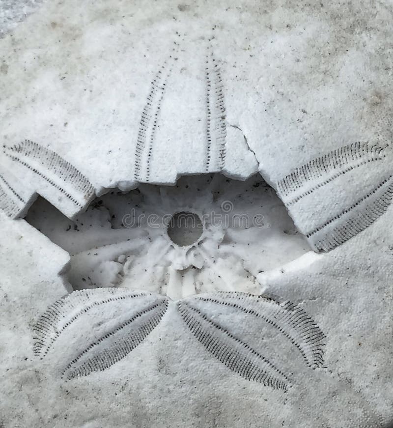 Details of Sand Dollar Seashell Stock Photo - Image of details, gray ...