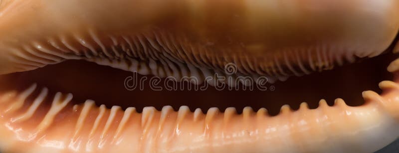 Details of Shell stock image. Image of macro, mollusk - 84303625