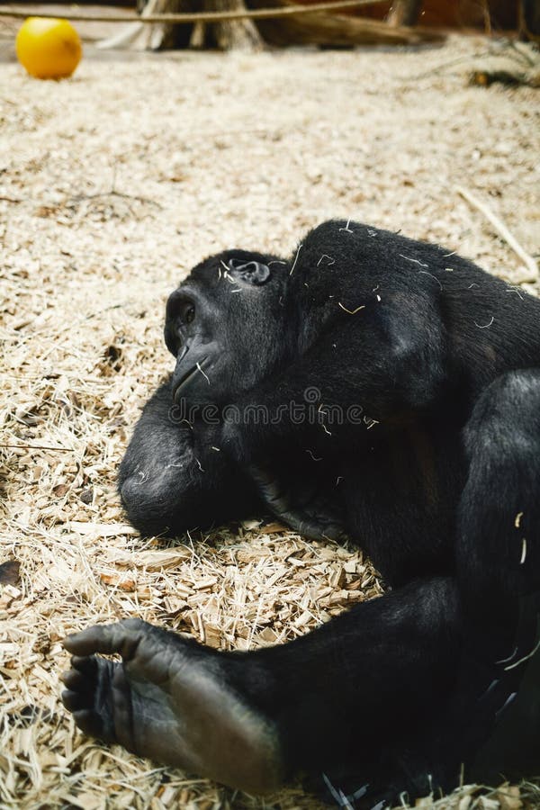 Details of a Small Black Gorilla Sleeping Stock Image - Image of ...