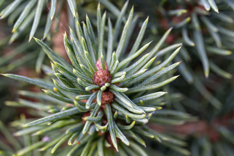 Details of a Small Fir in the Fall with the Buds for the Next Year ...