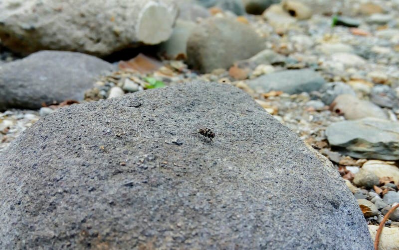 Details of a Small Fly Perched on a Rock Stock Image - Image of perched ...
