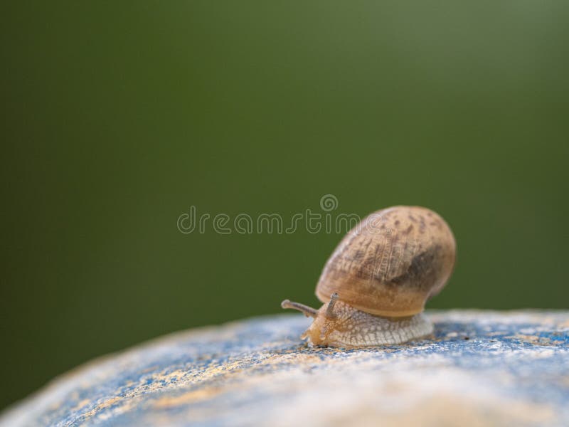 Details of Snail on Rock. Close Up of Single Snail Crawling on Rock ...