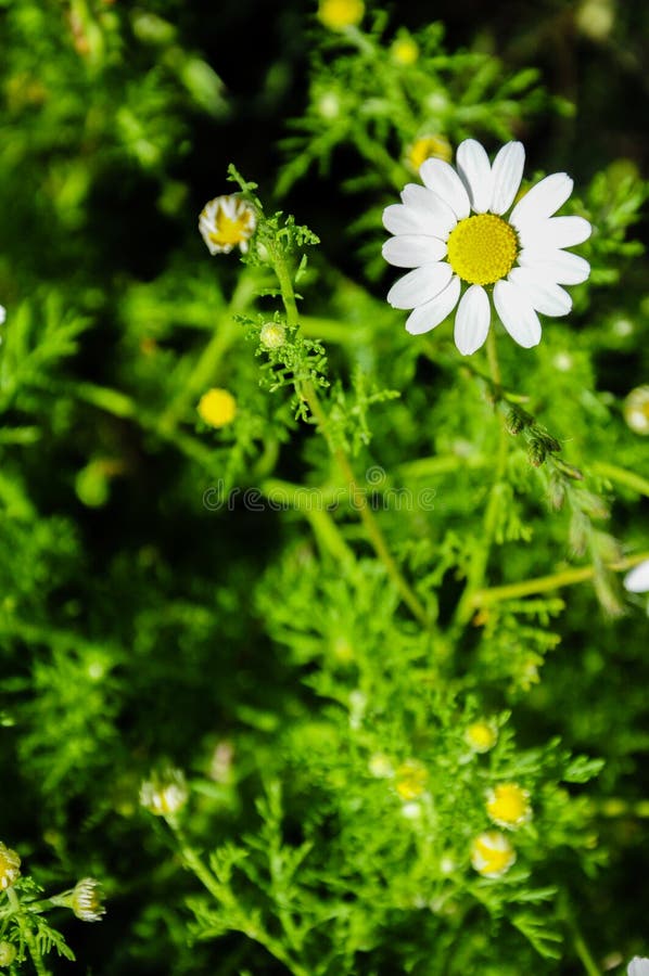 Details of Some Small Daisy Flowers in a Field Stock Photo - Image of ...