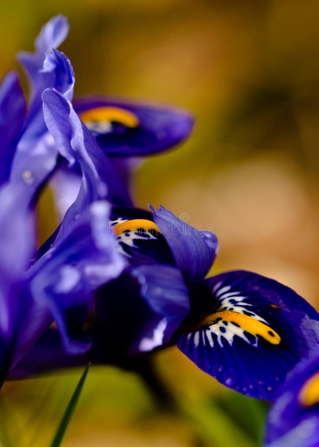 Details of Some Tiny Blue Lilies Blooming in Early Spring Stock Image ...