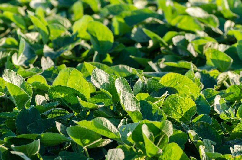 Details of a Soy Crop Field Stock Image - Image of soil, farm: 256361511