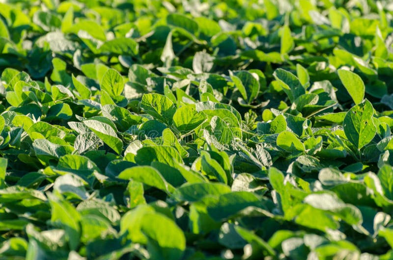 Details of a Soy Crop Field Stock Photo - Image of plant, fresh: 256361540