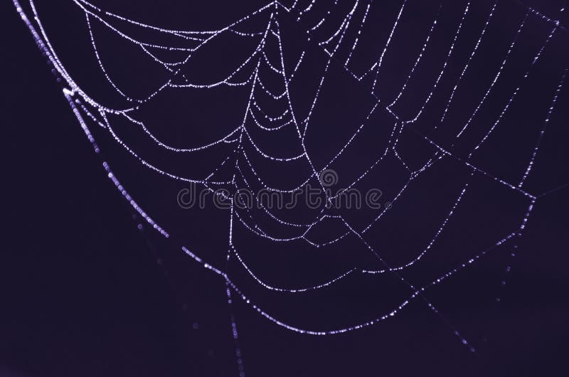 Violet Theme of Dews on Spider Webs Stock Image - Image of link, insect ...