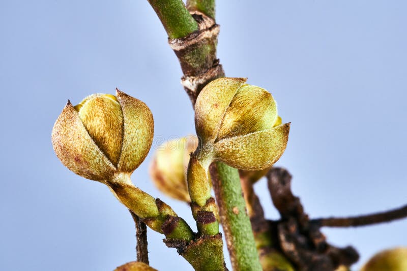Details of Spring Buds on the Cherry Tree Stock Photo - Image of spring ...
