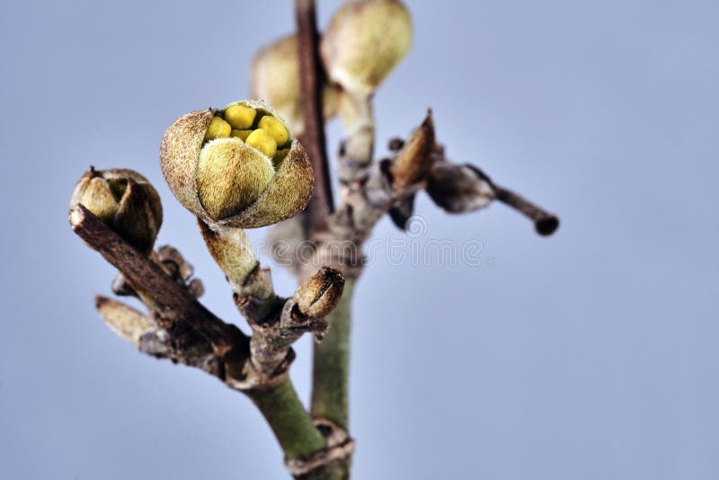 Details of Spring Buds on the Cherry Tree Stock Image - Image of tree ...