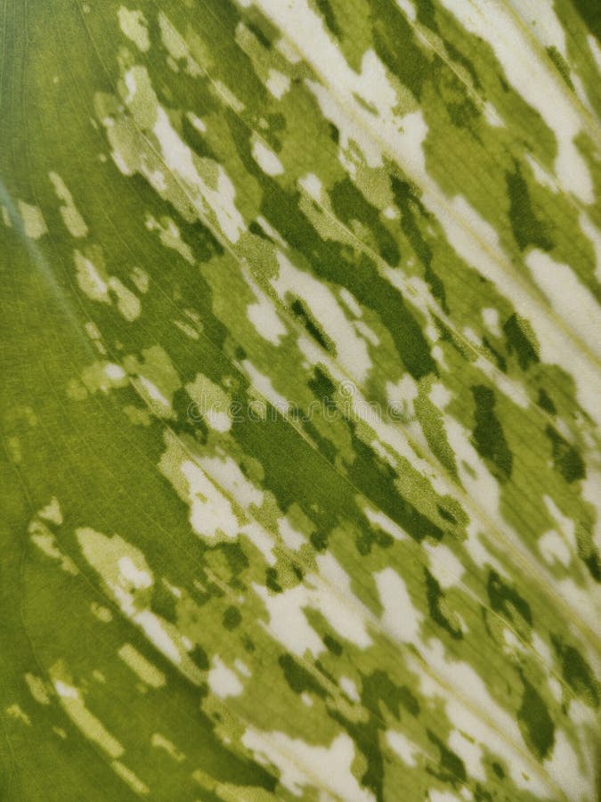 Details of Sri Fortune Leaves Stock Image - Image of field, nature ...