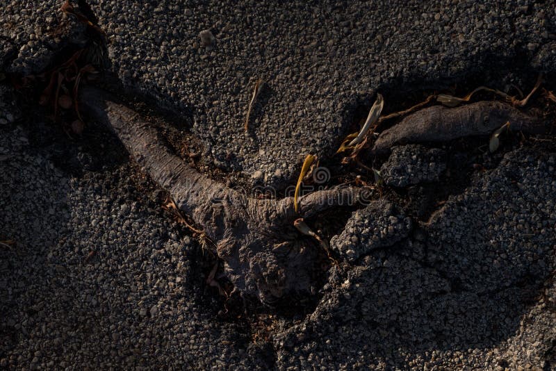 Strong Tree Root Breaking through the Pavement Stock Photo - Image of ...
