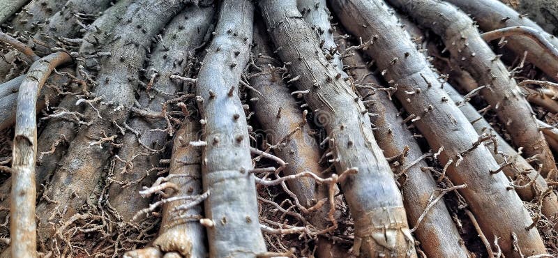 Close Up of Tree Roots Creeping Out of Pots. Stock Image - Image of ...