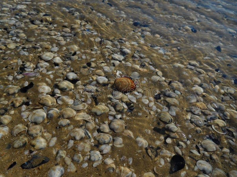 Background of Shells Under Water Stock Image - Image of beach, patterns ...