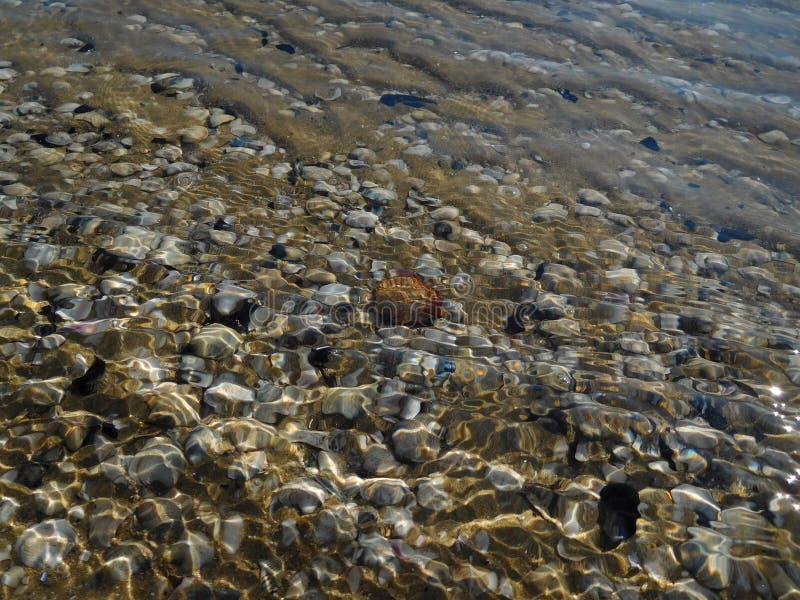 Background of Shells Under Water Stock Photo - Image of coastal ...