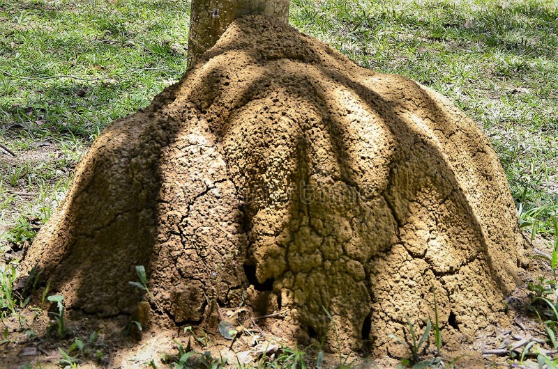 Details of the Termite Mound Growing on the Tree Trunk Stock Photo ...