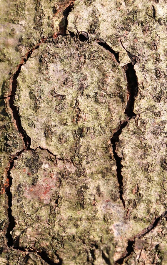 Texture on Bark, Silver Birch Tree, Betula Pendula Stock Photo - Image ...
