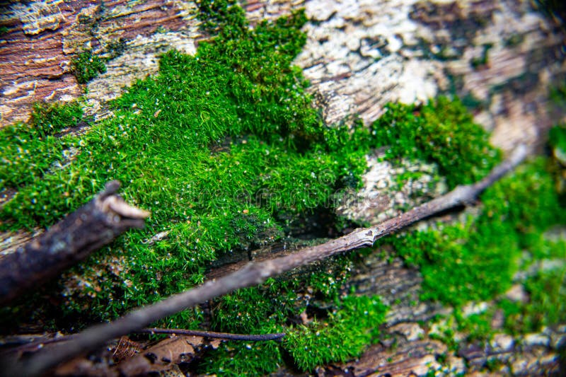 Details of the Texture and Pattern of a Tree Trunk with Moss Stock ...