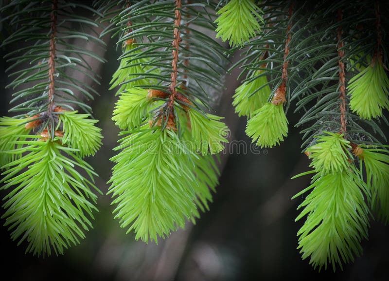Details and Texture on the Tips of an Evergreen Tree Stock Photo ...
