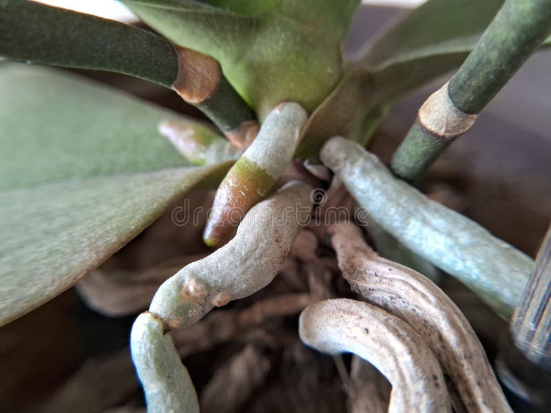 Details and Textures of Orchid Roots. Stock Image - Image of details ...
