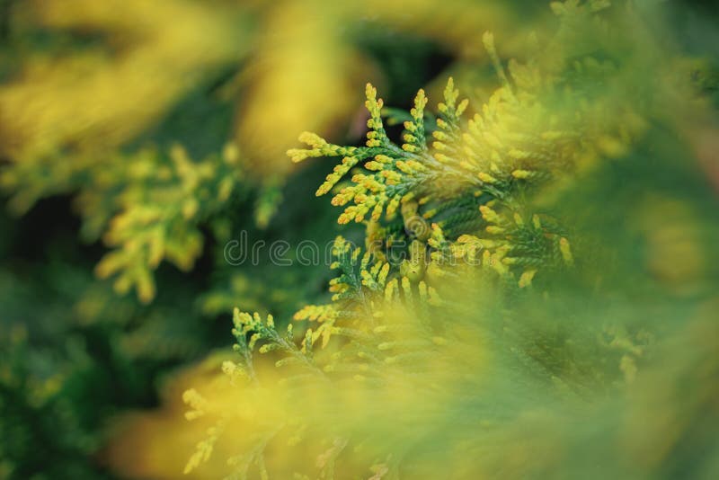 Details of Thuja shrub stock photo. Image of details - 254840040
