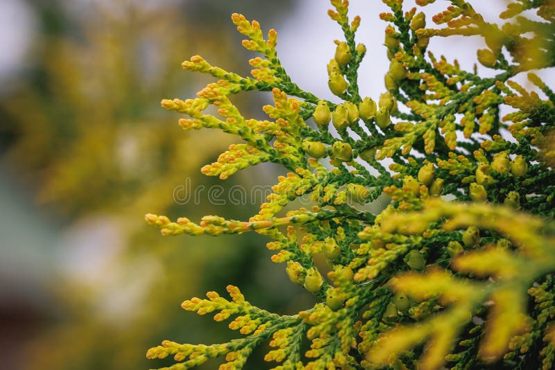 Details of Thuja shrub stock photo. Image of green, macro - 254840046
