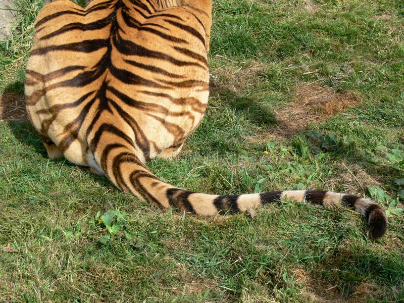 The Back and Tail of a Tiger Stock Photo - Image of vector, nature ...