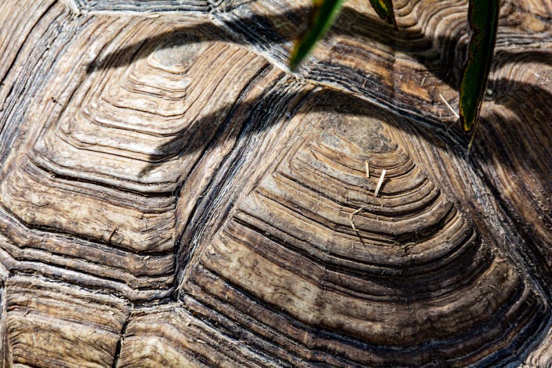 Details on a Tortoise Shell Stock Photo - Image of turtle, details ...