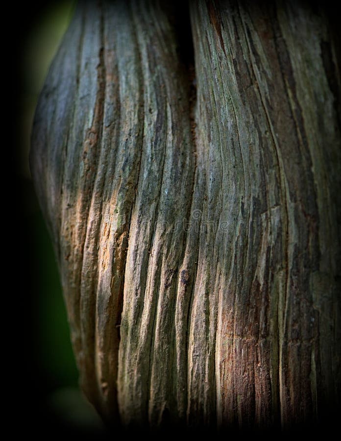 Details of Tree Bark with Interesting Lighting Stock Image - Image of ...