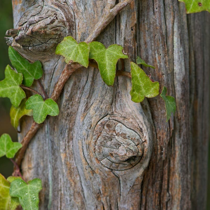 Details of Tree Bark with Interesting Lighting and Green Vines Stock ...