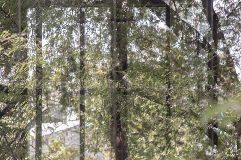 The Details of Tree Branches and Green Leaf Reflecting in the Window ...
