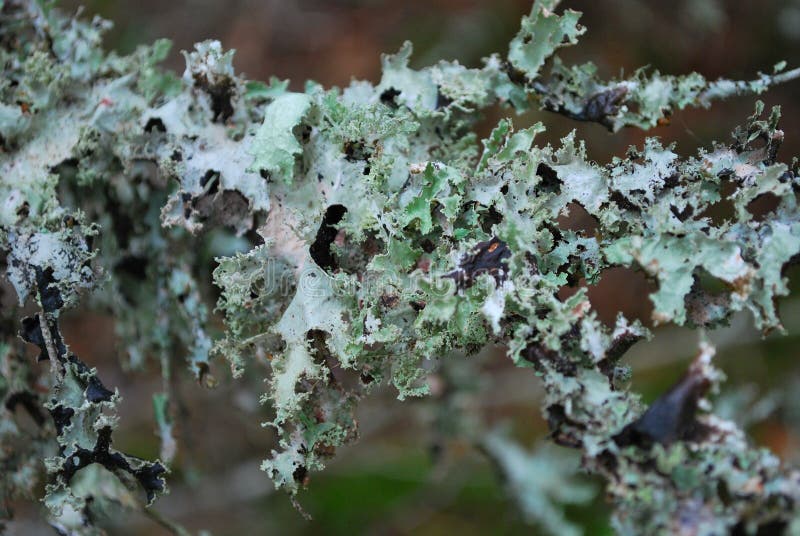 Details of tree lichen stock image. Image of natural - 10148575