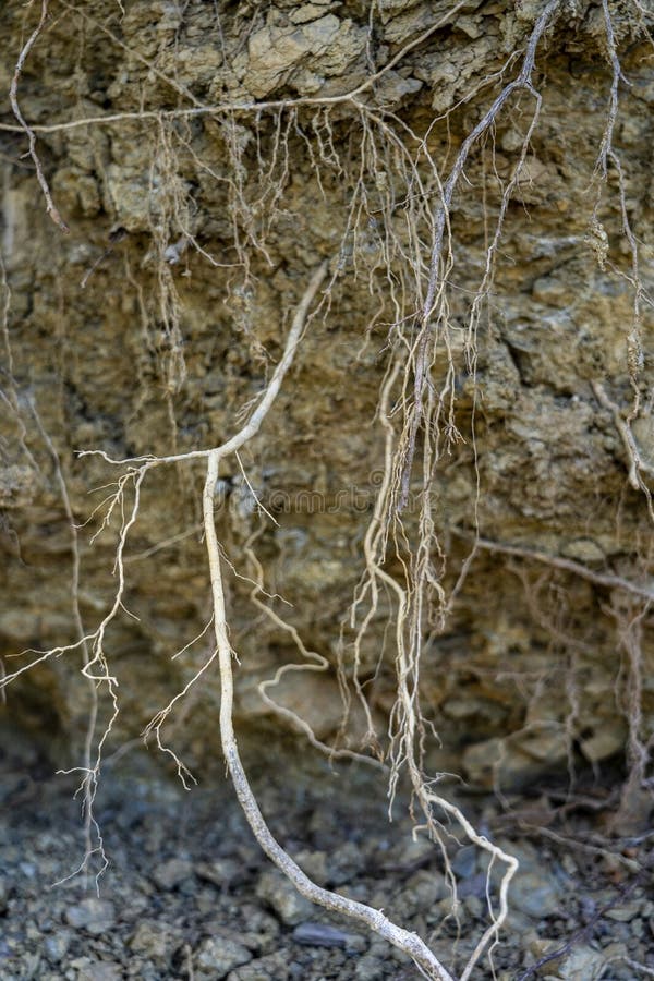 Roots of a tree stock photo. Image of twig, wildlife - 208788584
