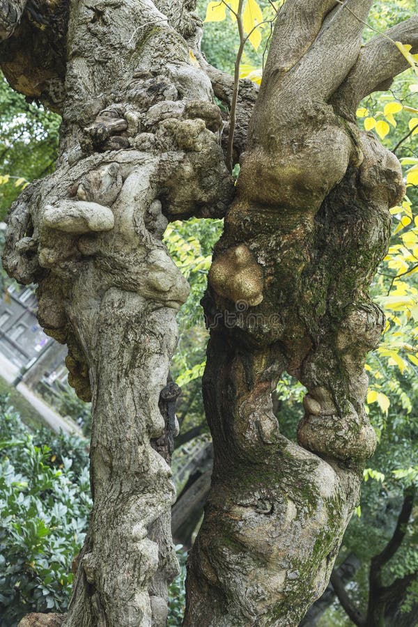 Trunk of the old tree stock image. Image of peel, botanic - 200348831