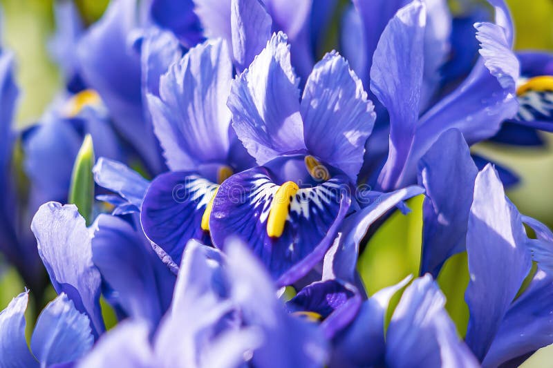 Details Van De Prachtige Blauwe Iris Reticulata Stock Afbeelding - Image of purper, bloem: 170629971
