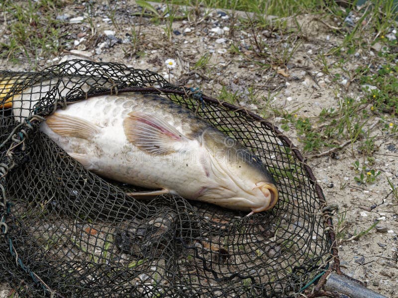 Details Van Koi - Vis in Een Klein Meer Stock Foto - Image of azië ...