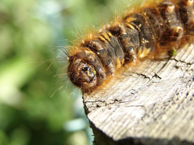 Details van rupsband stock afbeelding. Image of nave, schepsel - 2532621