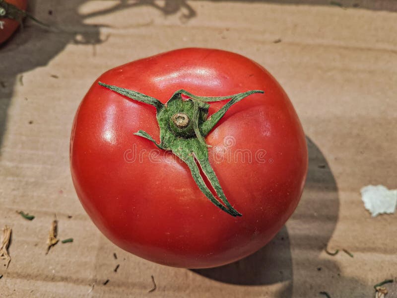 Details and Varied Textures of a Tomato Stock Image - Image of vermelho ...