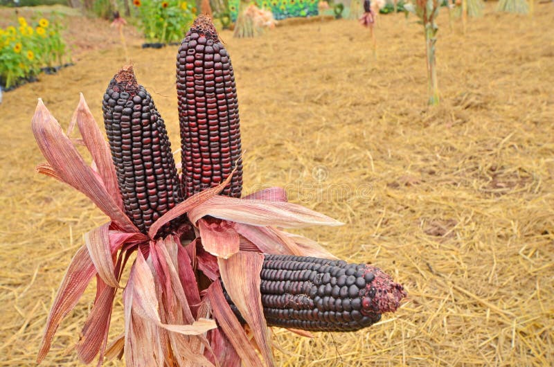 Details of Violet Corn Seeds with Dried Shells Stock Photo - Image of ...