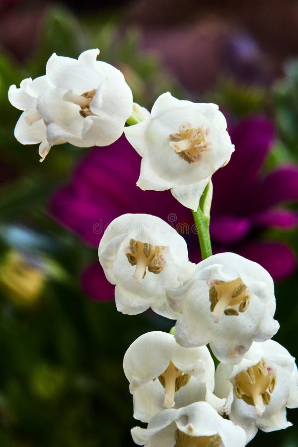 White Flowers of the Lily of the Valley Stock Image - Image of leaf ...