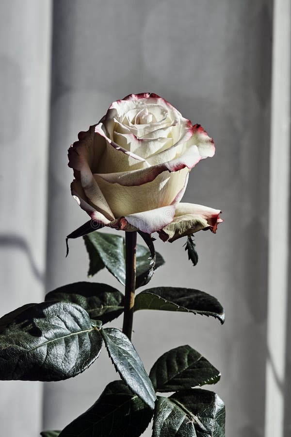 Details of a White and Red Rose Flower Stock Photo - Image of petal ...