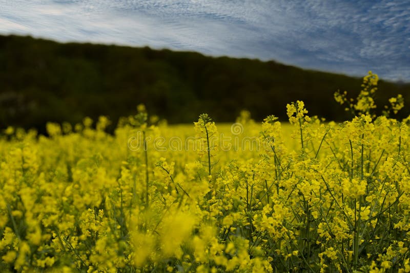 Details and whole flowers stock photo. Image of plant - 218837864