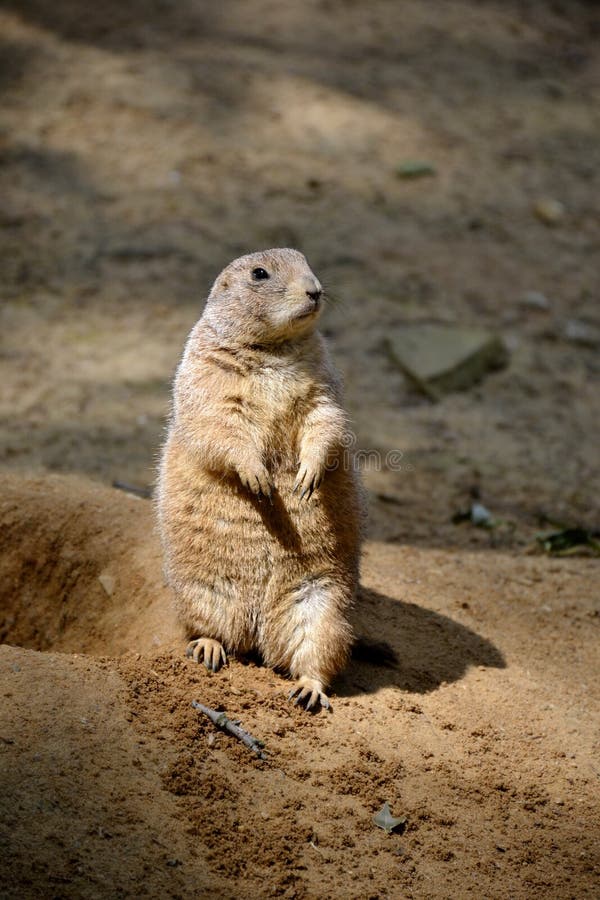 Details from Wild Prairie Dogs Stock Photo - Image of prairie, dogs ...