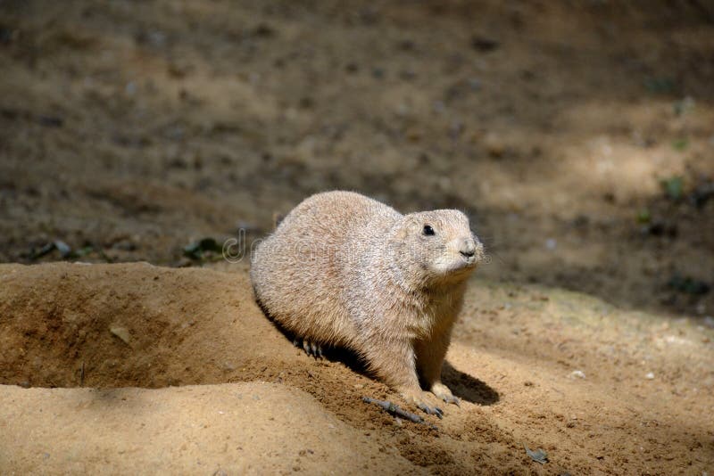 Details from Wild Prairie Dogs Stock Photo - Image of alert, outdoors ...