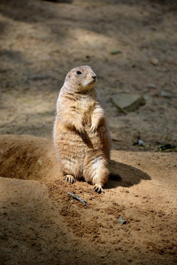 Details from Wild Prairie Dogs Stock Photo - Image of furry, prague ...