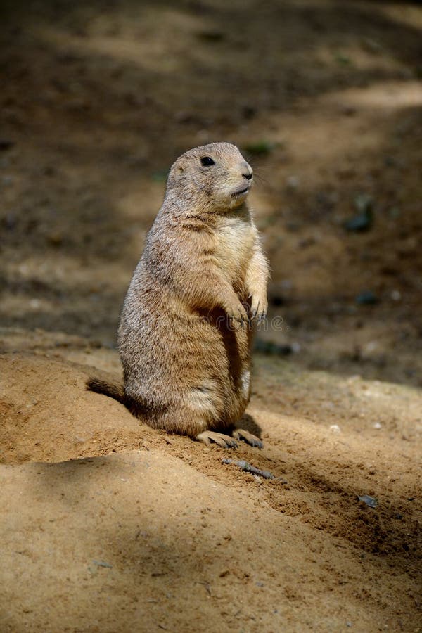 Details from Wild Prairie Dogs Stock Photo - Image of furry, mammal ...
