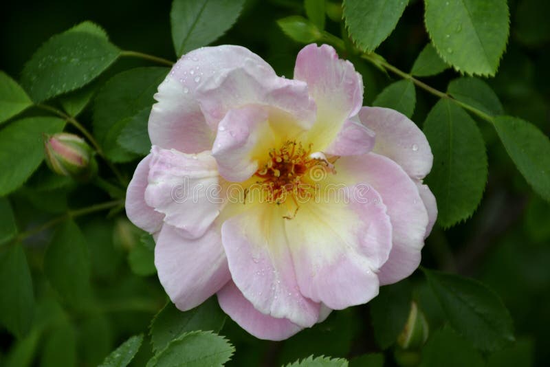 Details of Wild Rose and Leaves Stock Photo - Image of beauty, plant ...