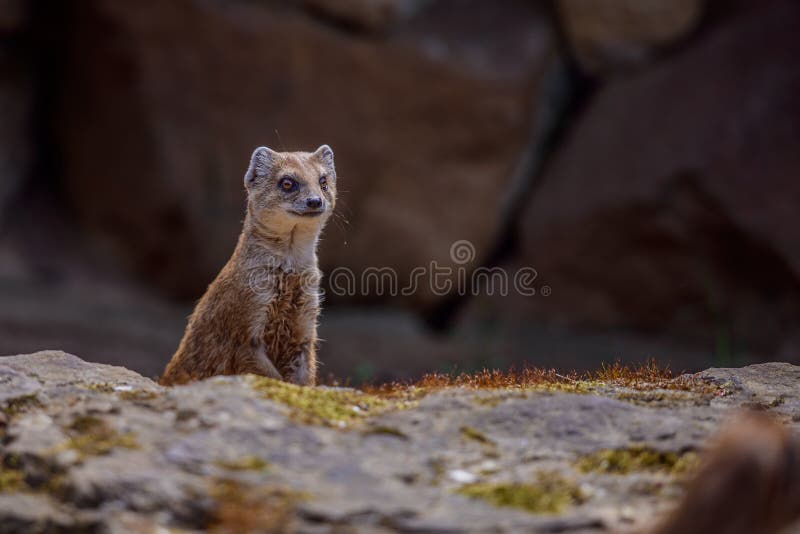 Details of a Wild Yellow Mongoose Fox Stock Image - Image of prague ...