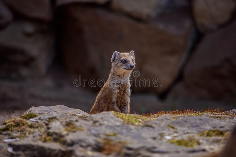 Details of a Wild Yellow Mongoose Fox Stock Image - Image of amusing ...